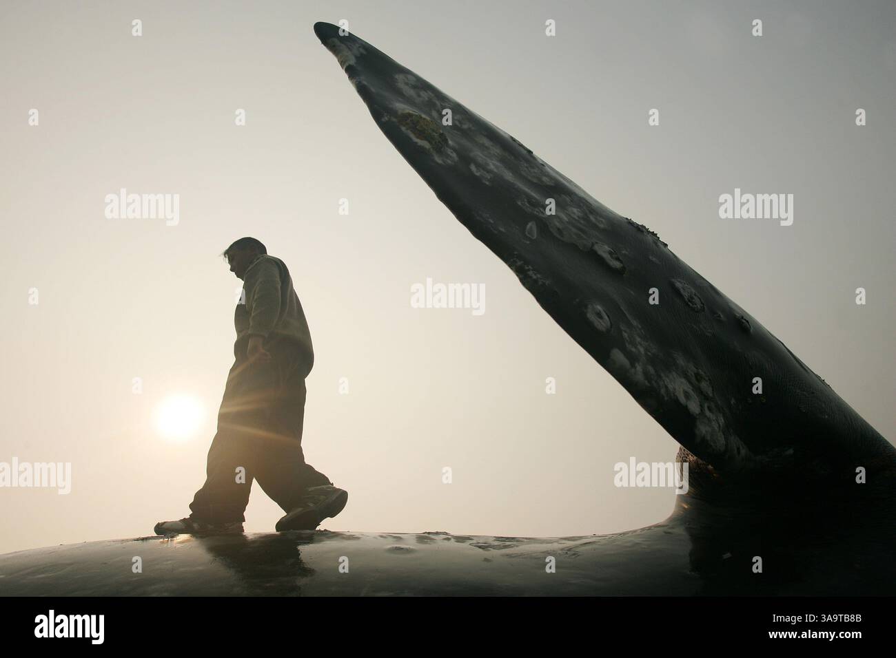 Grey whales hunting in Chukatka (north-east Russia).Killed whale on the ...