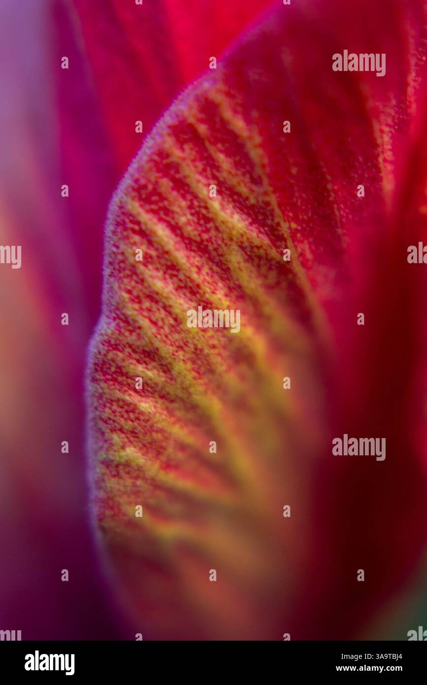 Revealing subtle stripes hi-res stock photography and images - Alamy