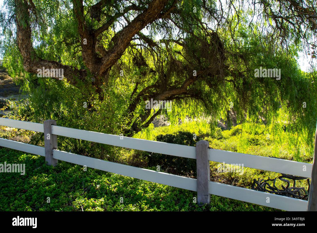 Tree fence overhang hi-res stock photography and images - Alamy