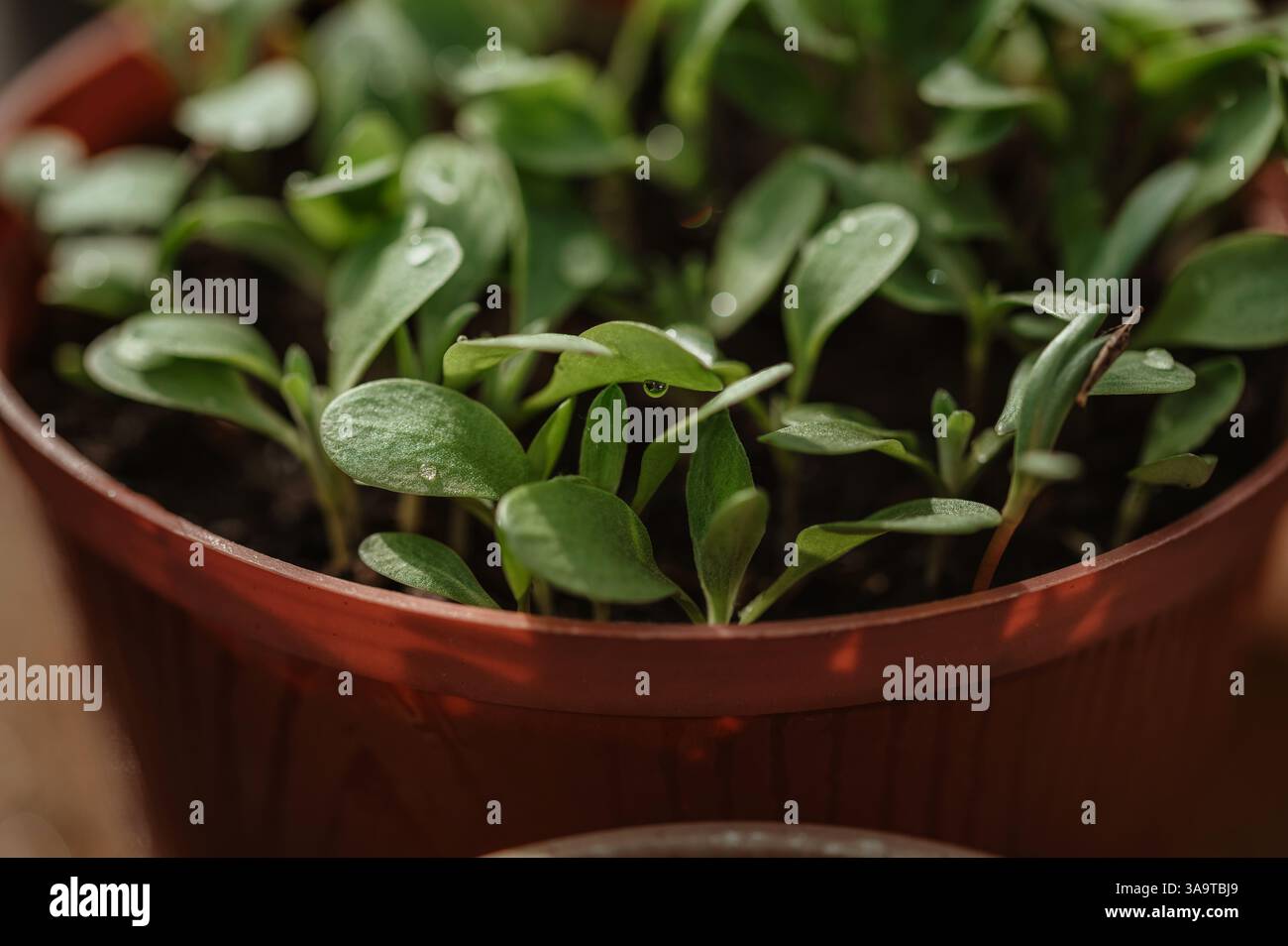 growing seedling in brown pot Stock Photo - Alamy