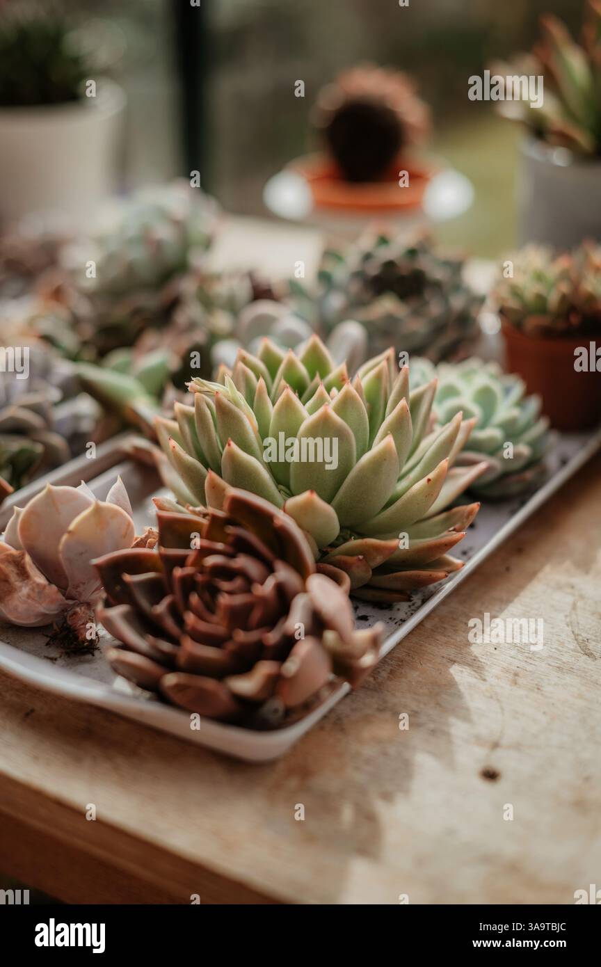 Succulents in a tray, on the wooden table. Greenhouse Stock Photo - Alamy
