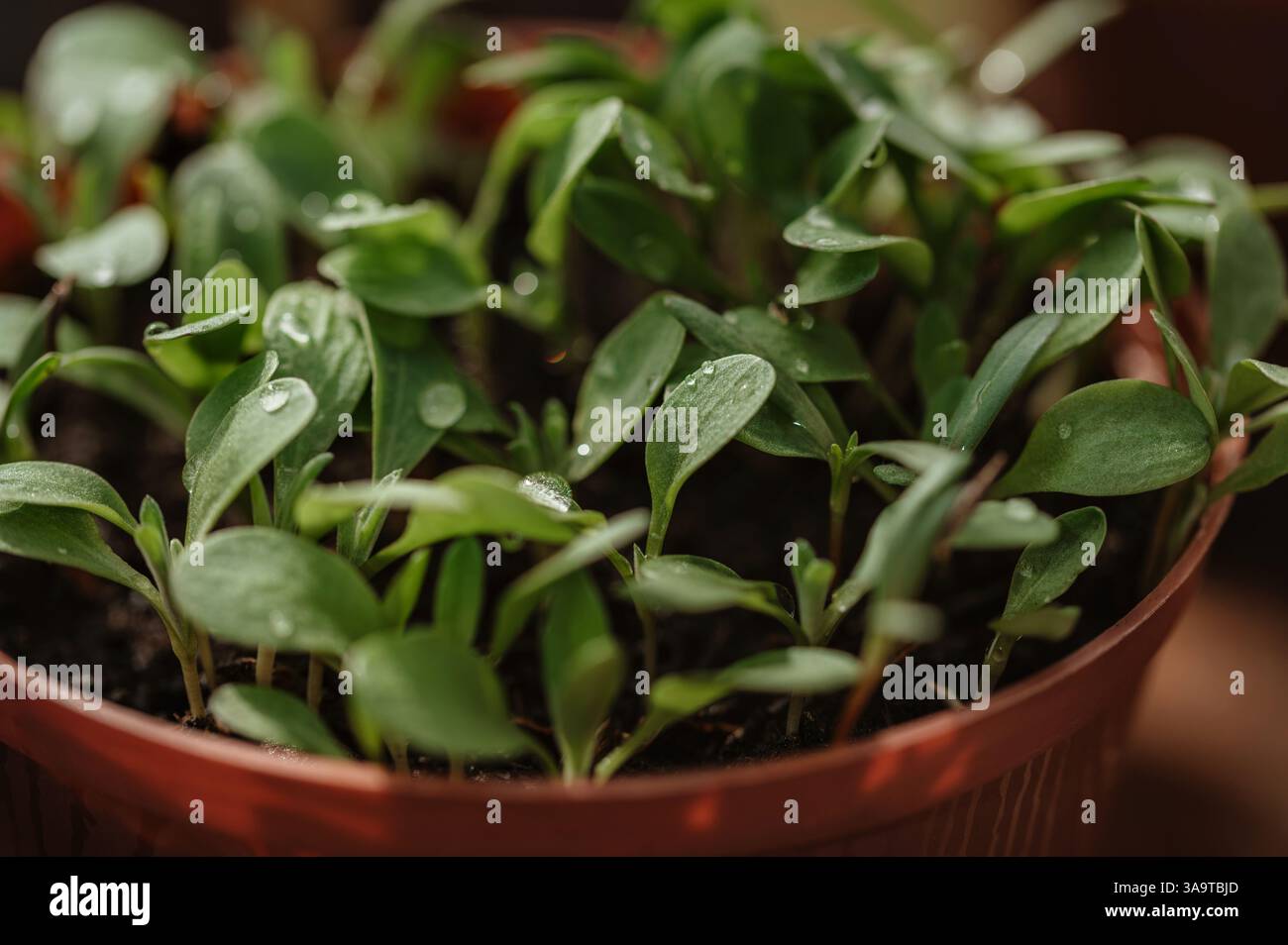 growing seedling in brown pot Stock Photo - Alamy