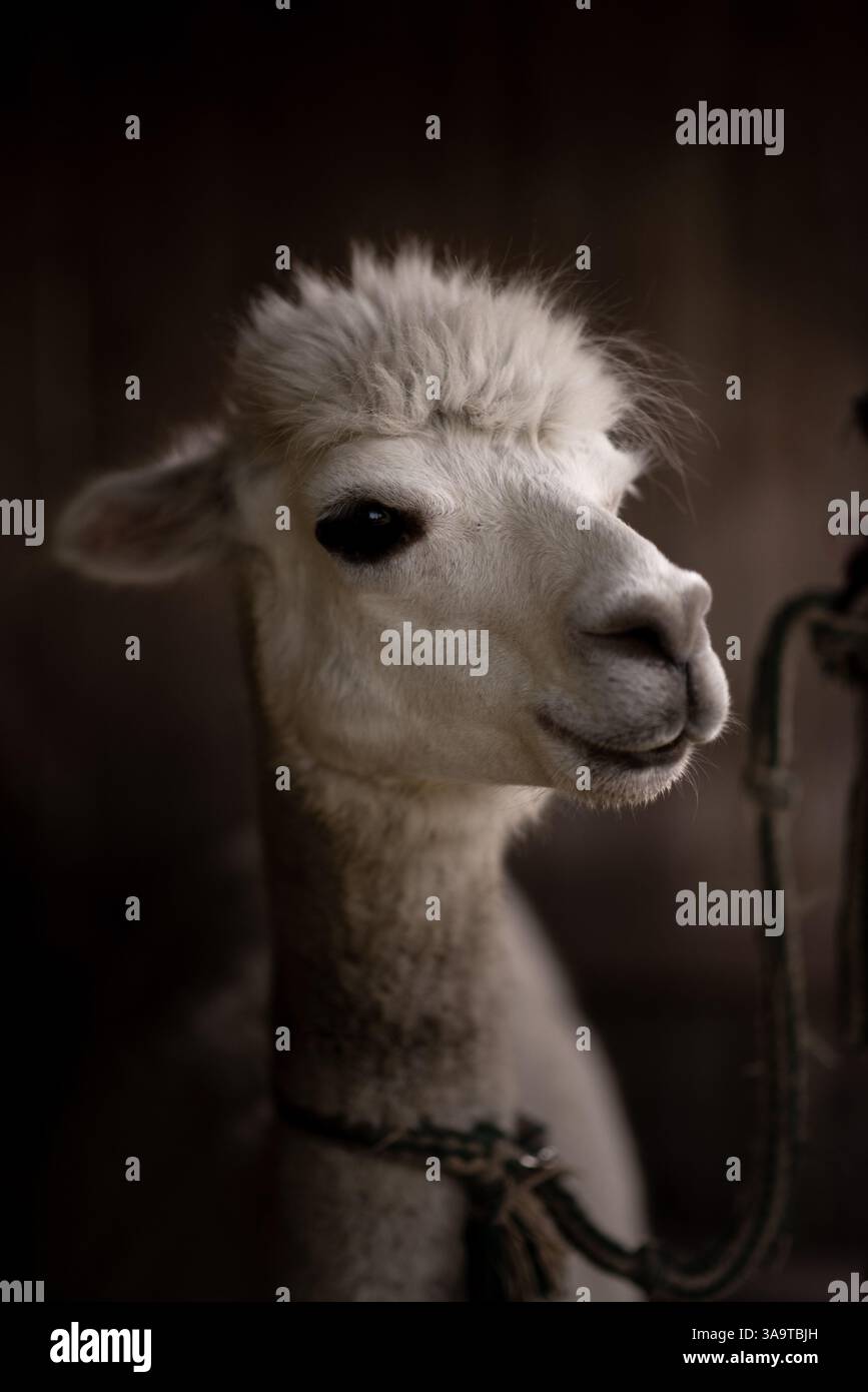 Side view of white alpaca against a dark background Stock Photo - Alamy