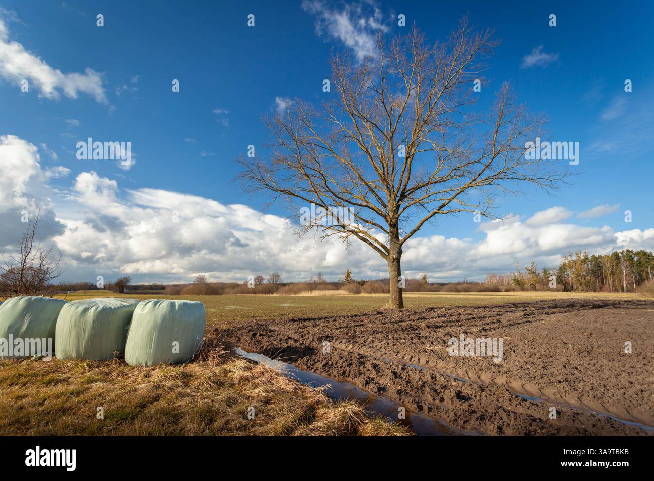 Oak tree without leaves on a ploughed field with silage bales, c Stock ...