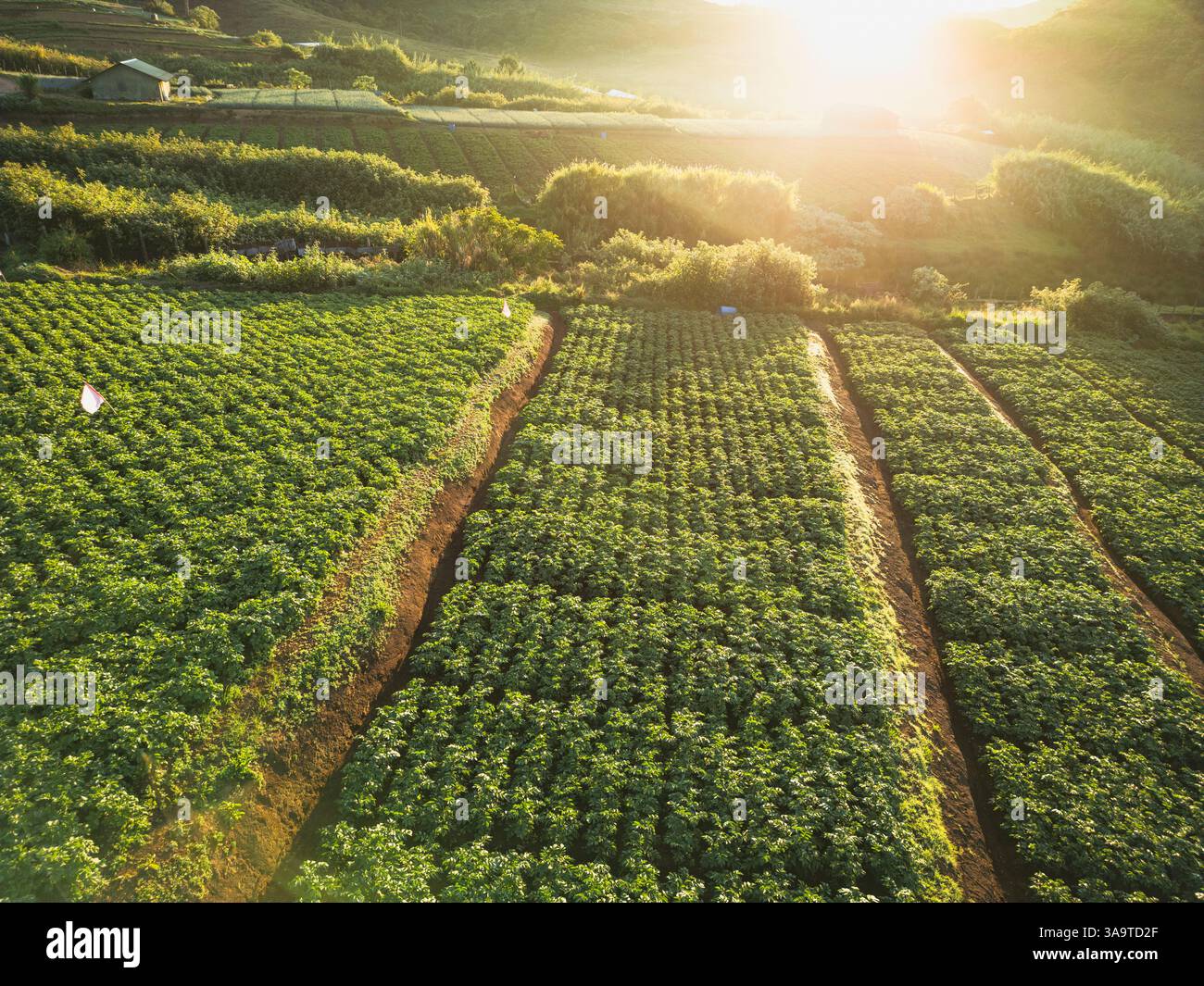 Vegetables fields from aerial view Stock Photo - Alamy