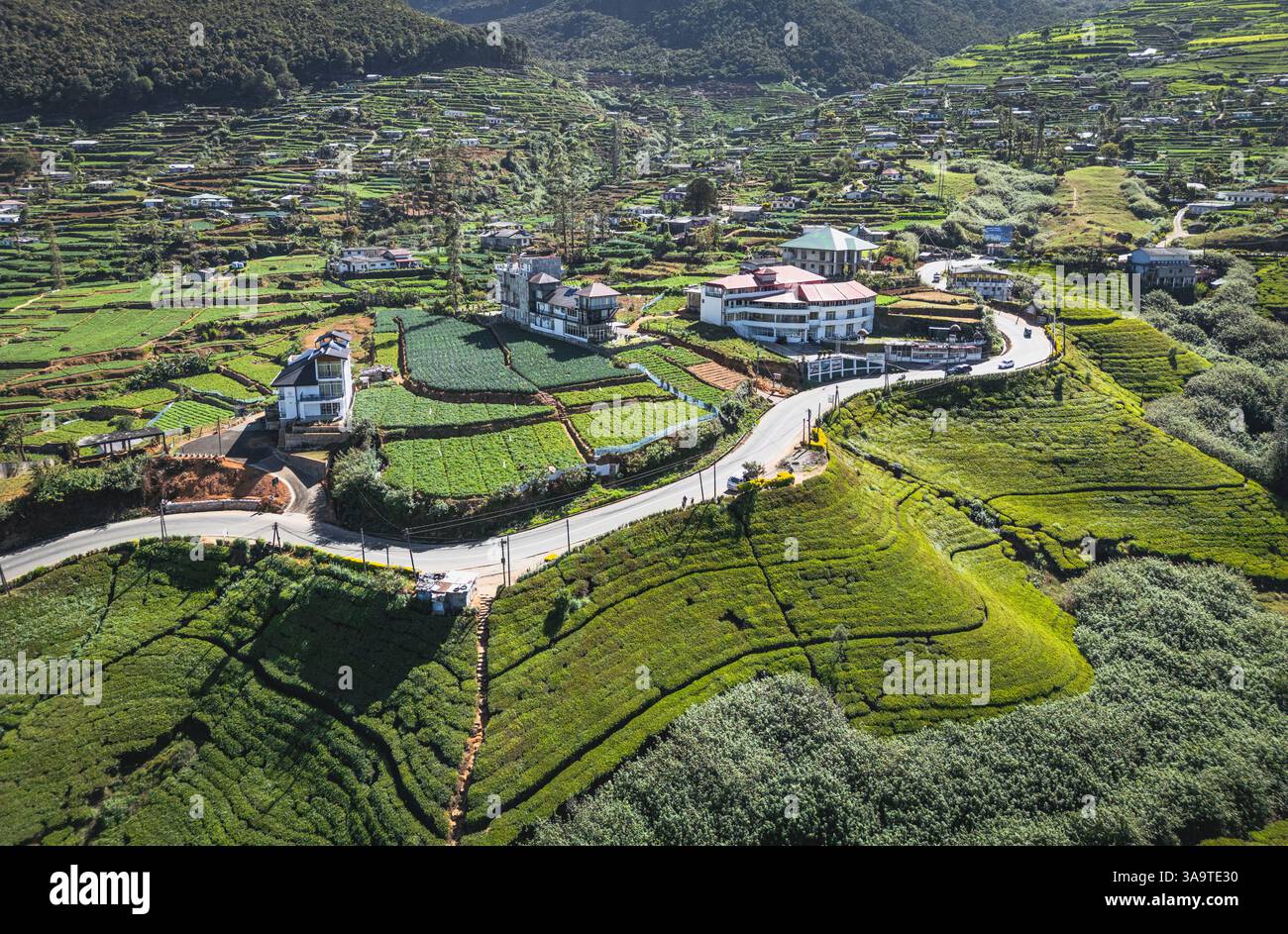 Aerial drone view tea hi-res stock photography and images - Alamy