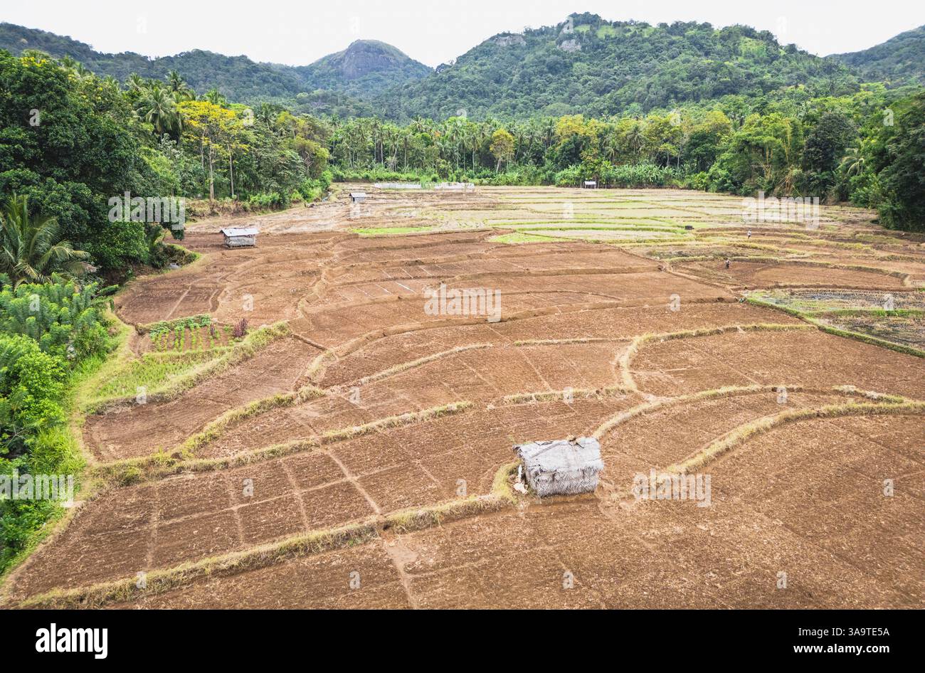 rice dry fields from aerial view Stock Photo - Alamy