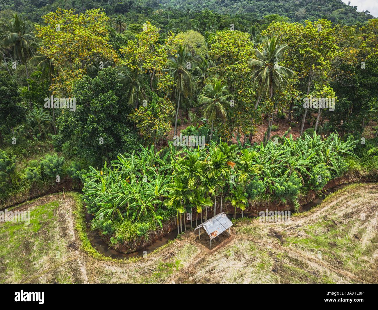 Jungle and fields from aerial view Stock Photo - Alamy