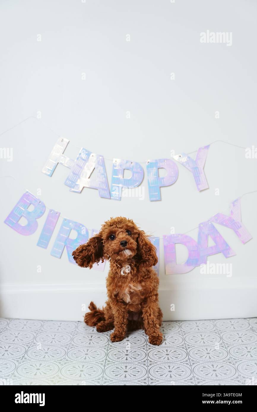 Cavapoo hi-res stock photography and images - Alamy