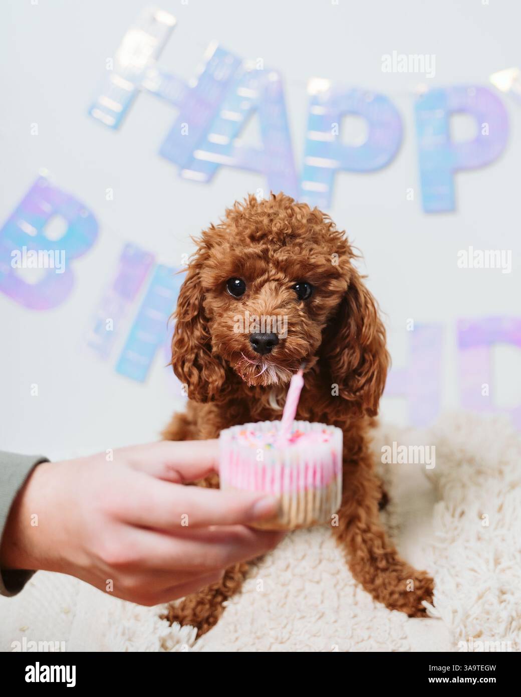 Cavapoo hi-res stock photography and images - Alamy