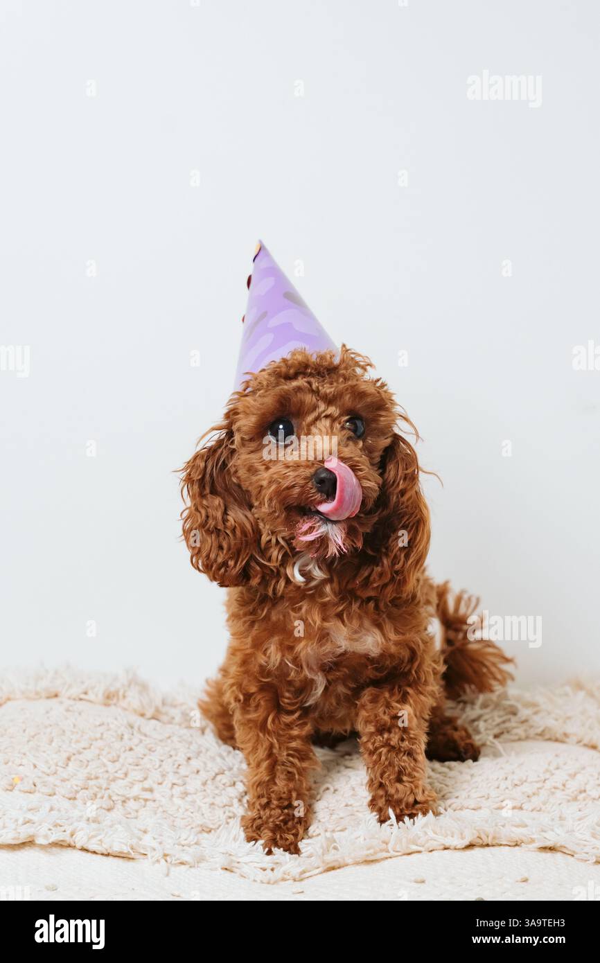 Adorable cavapoo puppy celebrates its first birthday with party Stock ...