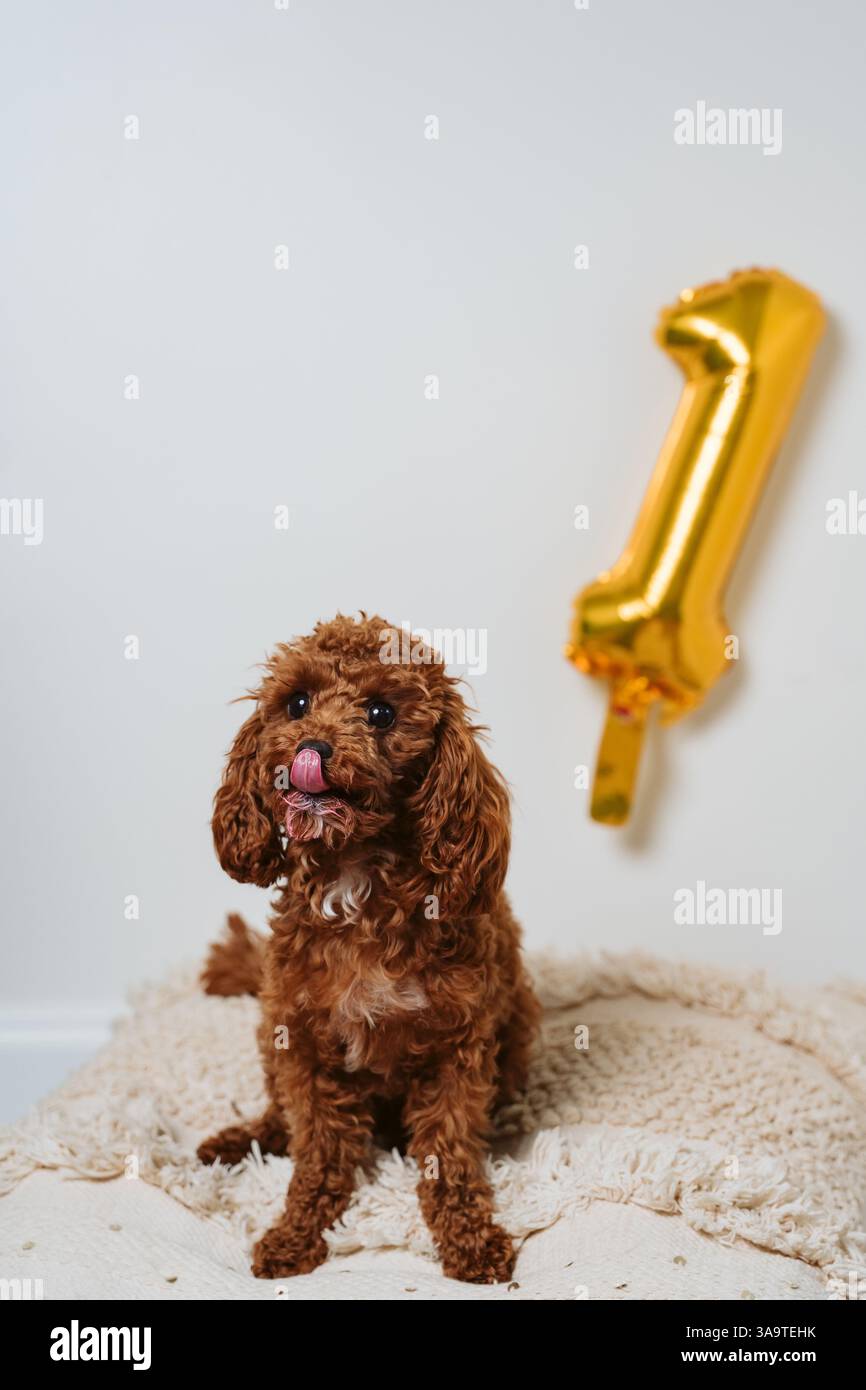 Cavapoo hi-res stock photography and images - Alamy