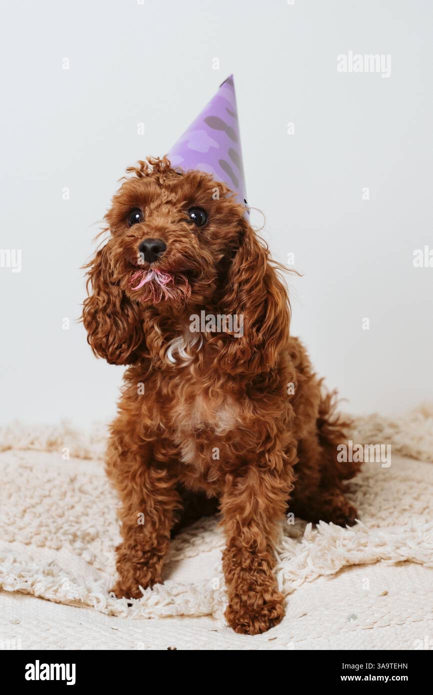 Cavapoo hi-res stock photography and images - Alamy