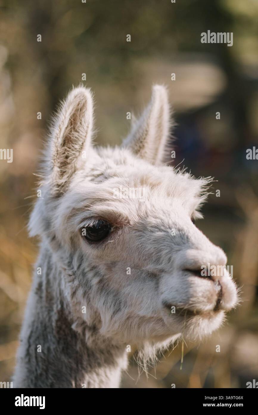 Serene alpaca hi-res stock photography and images - Alamy
