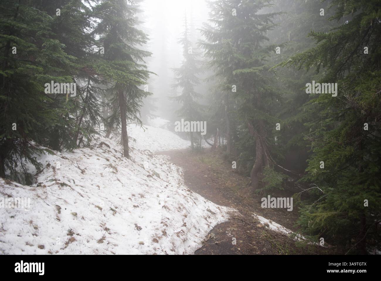Winter Wilderness in Dense Fog Stock Photo - Alamy