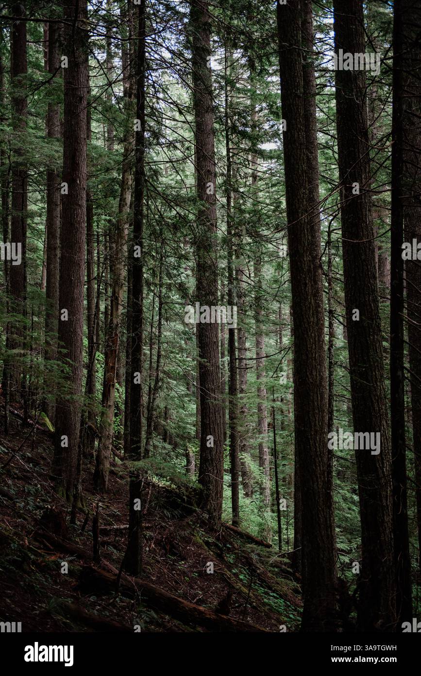 Towering evergreen trees hi-res stock photography and images - Alamy