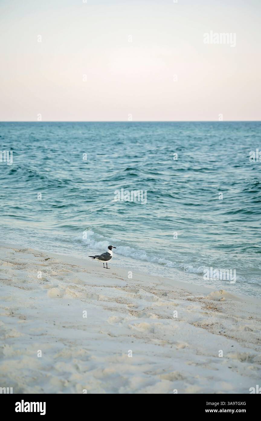 A seagull stands at the edge of gentle waves on a quiet beach Stock ...