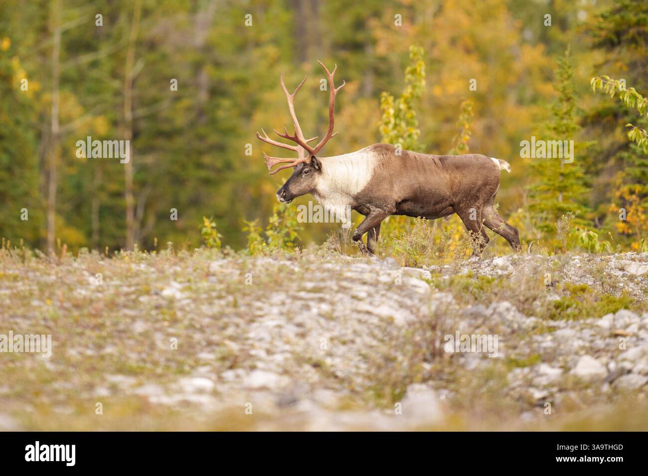 Canadian rocky caribou hi-res stock photography and images - Alamy