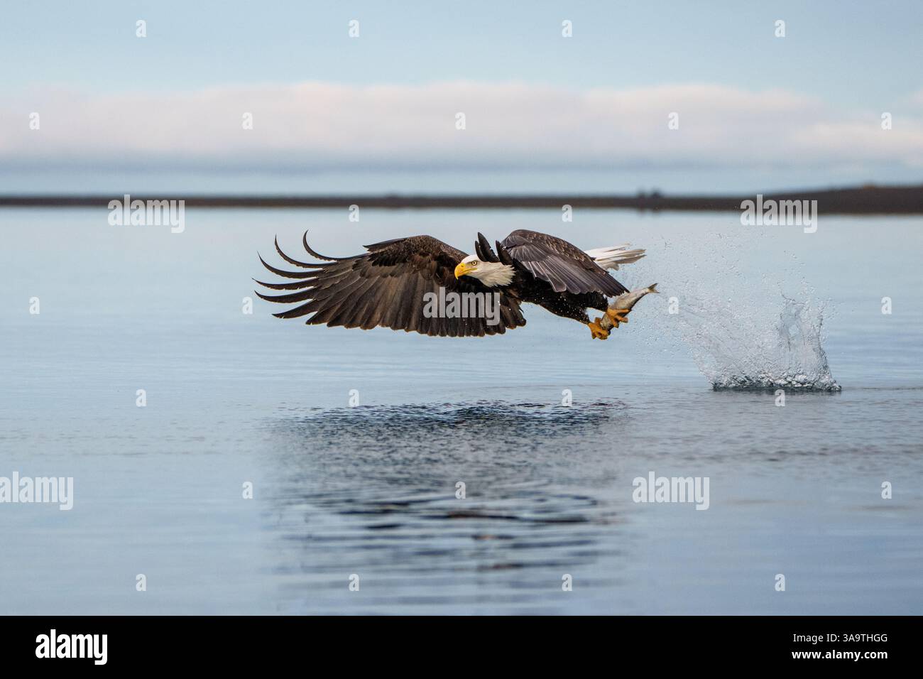 Bald Eagle Capturing Fish in Flight Over Serene Water Surface Stock ...