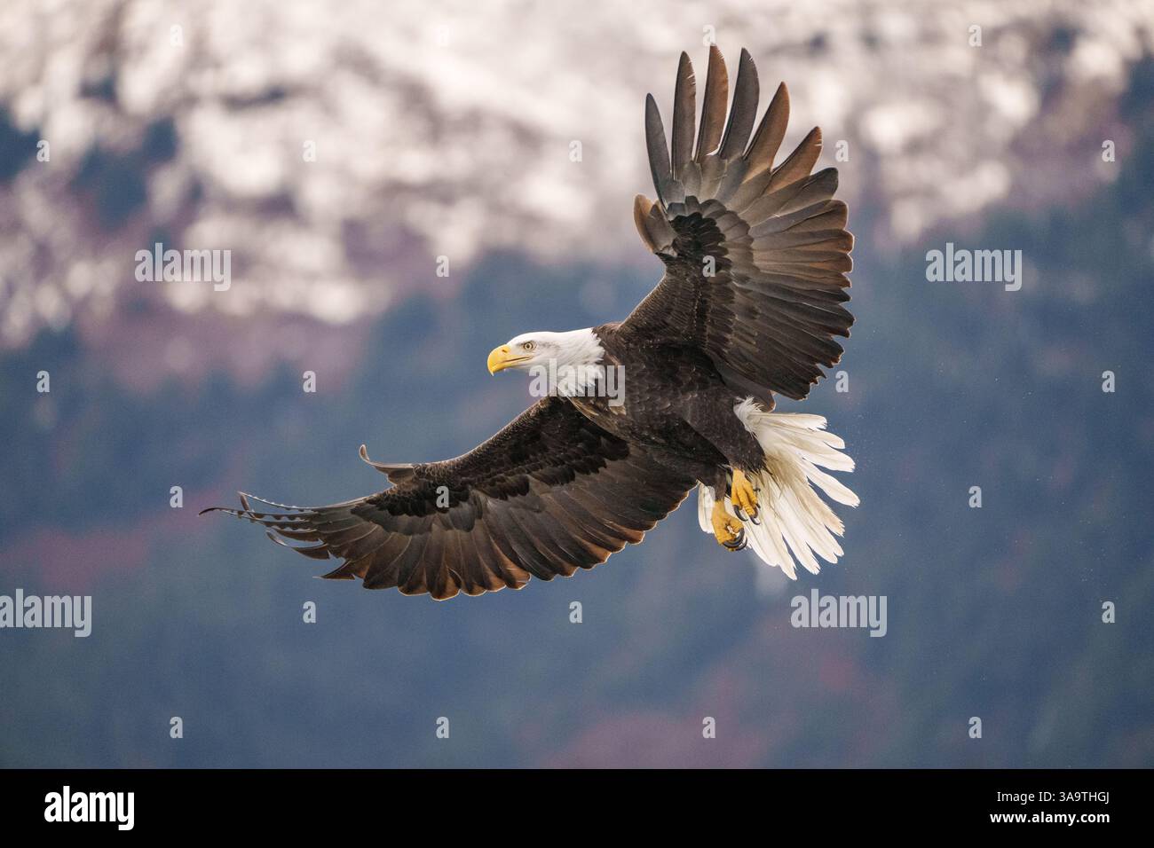 Magnificent Bald Eagle Gliding in Majestic Flight Over Scenic Sn Stock ...