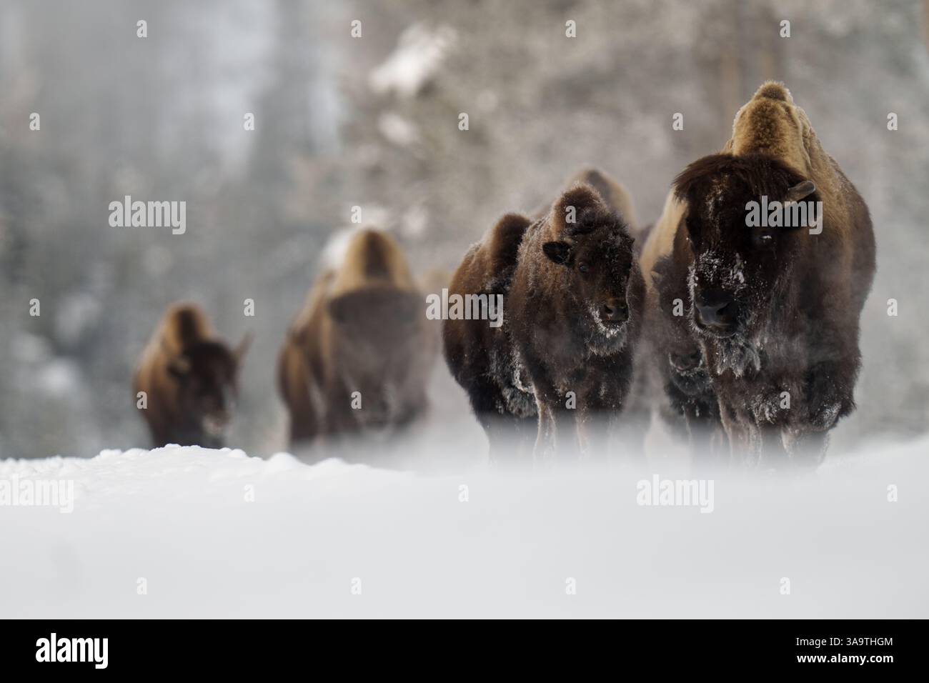 Bison (Bos bison) Herd Traversing Snowy Terrain in Winter Scene Stock ...