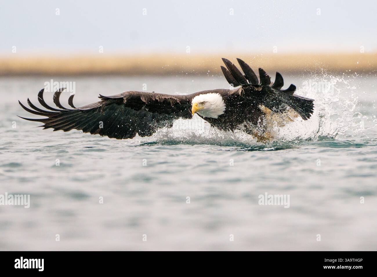 Bald Eagle Swooping Over Water to Catch Prey in Majestic Flight Stock ...