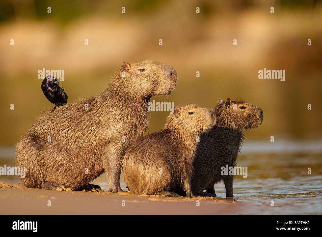 Capybara bird hi-res stock photography and images - Alamy