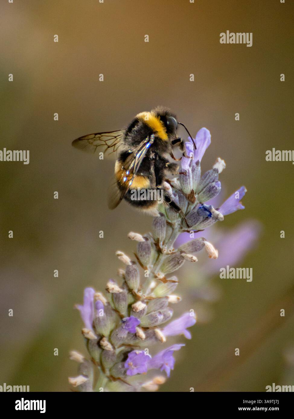 Photo of bumble bee on lavender hi-res stock photography and images - Alamy