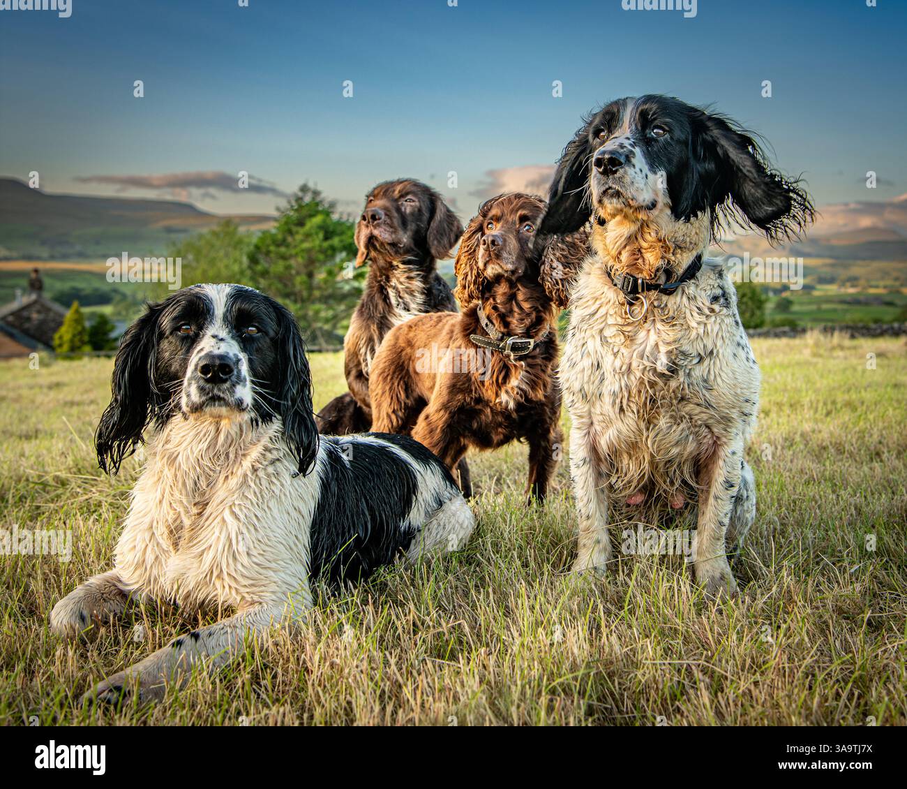 Image of springers and cocker spaniel hi-res stock photography and ...