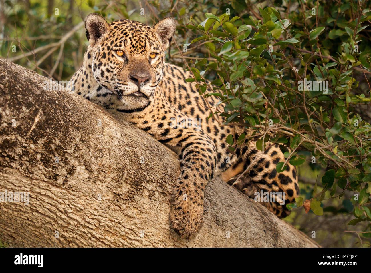 Majestic Jaguar Resting on a Tree in a Natural Pantanal Habitat Stock ...