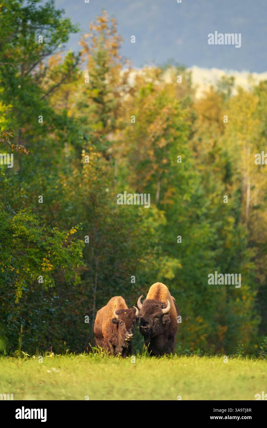 American bison (Bison bison) grazing in a meadow surrounded by a ...