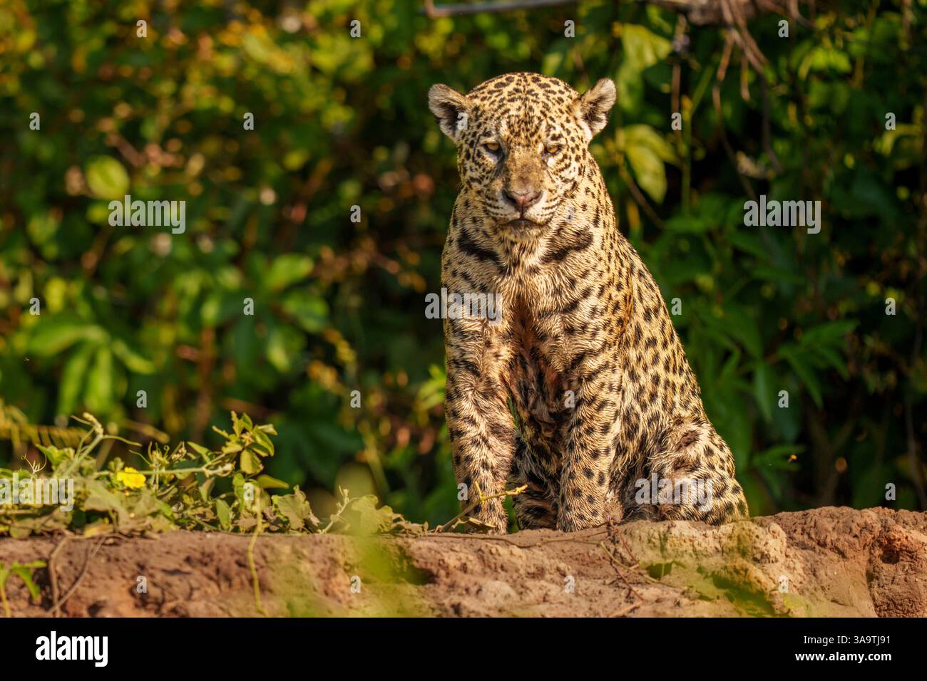 Elegant Jaguar Posing in Its Natural Habitat Amid Verdant Jungle Stock ...
