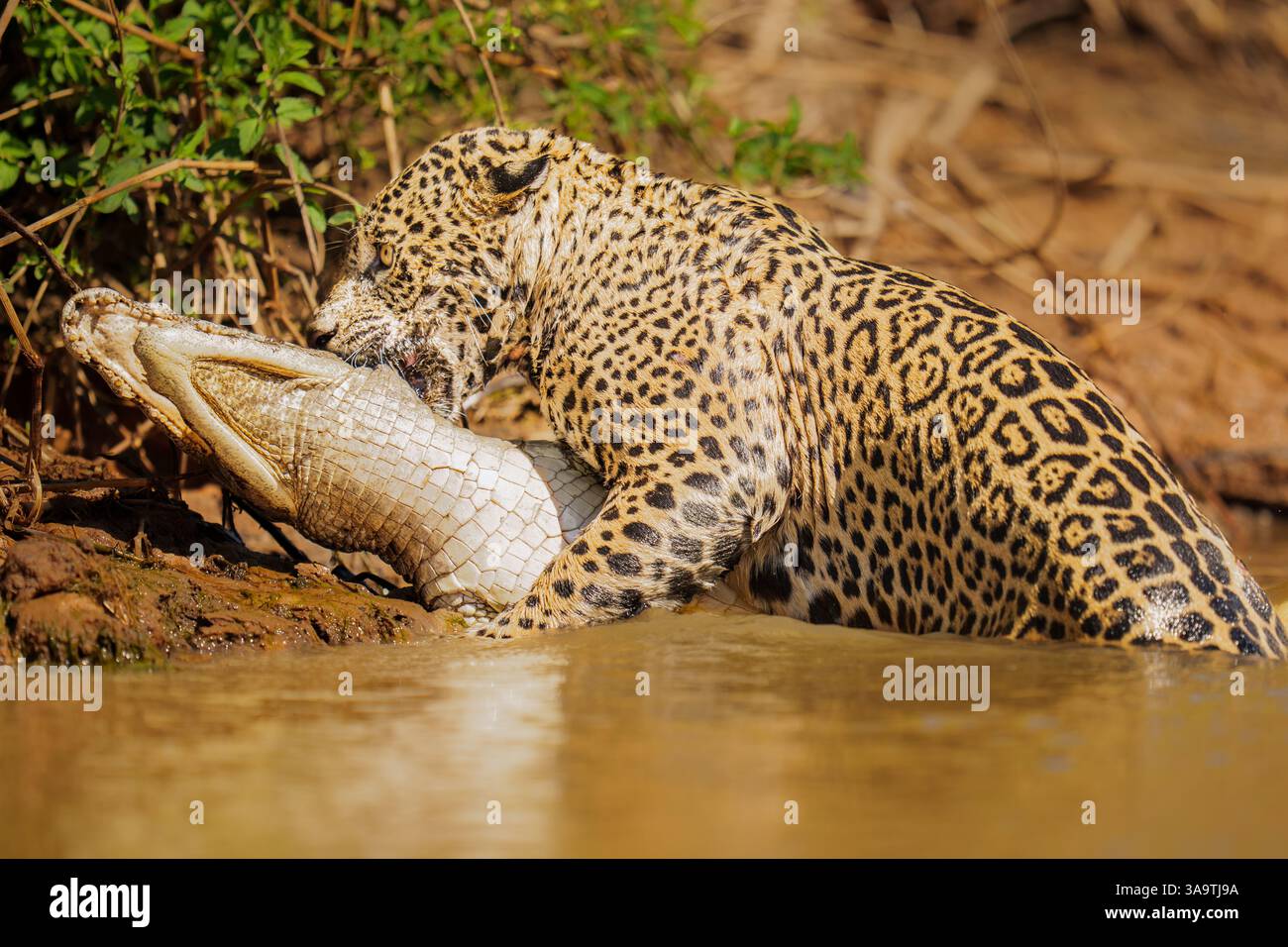 Jaguar and Caiman Encounter in the Pantanal Wetlands Stock Photo - Alamy