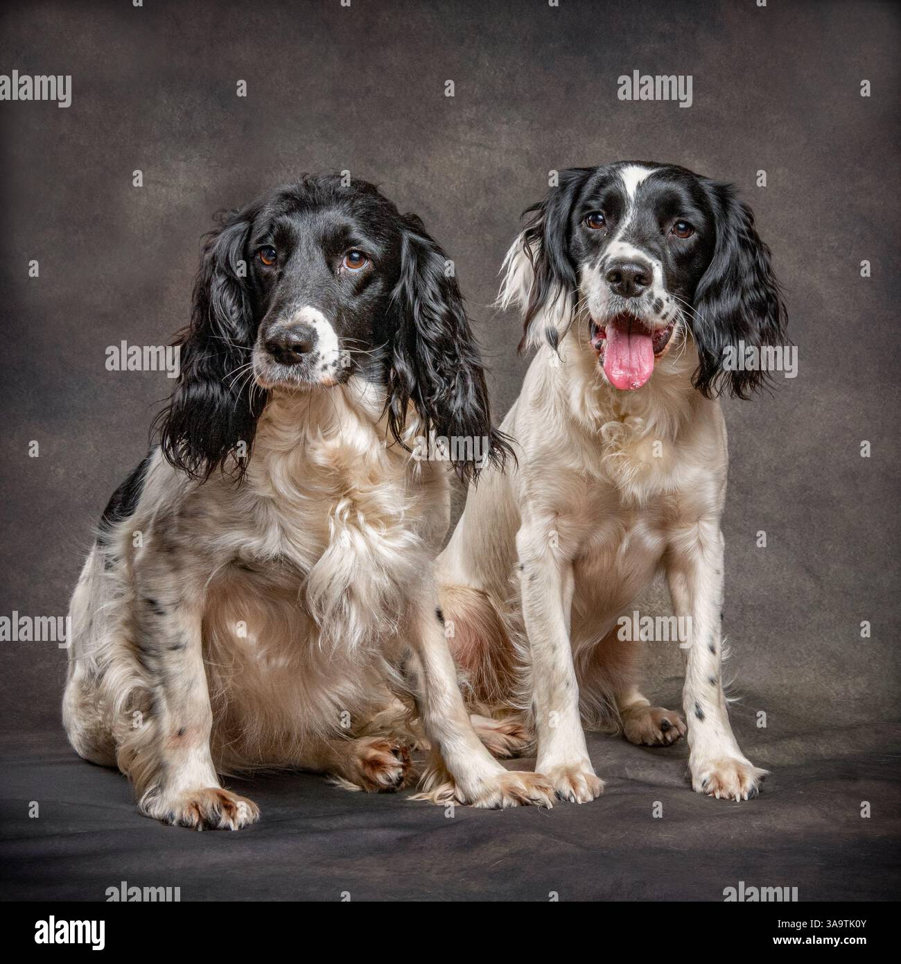Black and white springers hi-res stock photography and images - Alamy