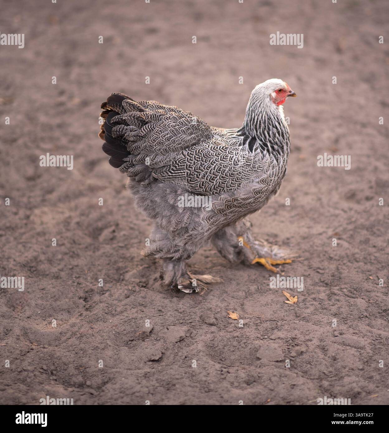 colorful chicken stand on sandy background Stock Photo - Alamy