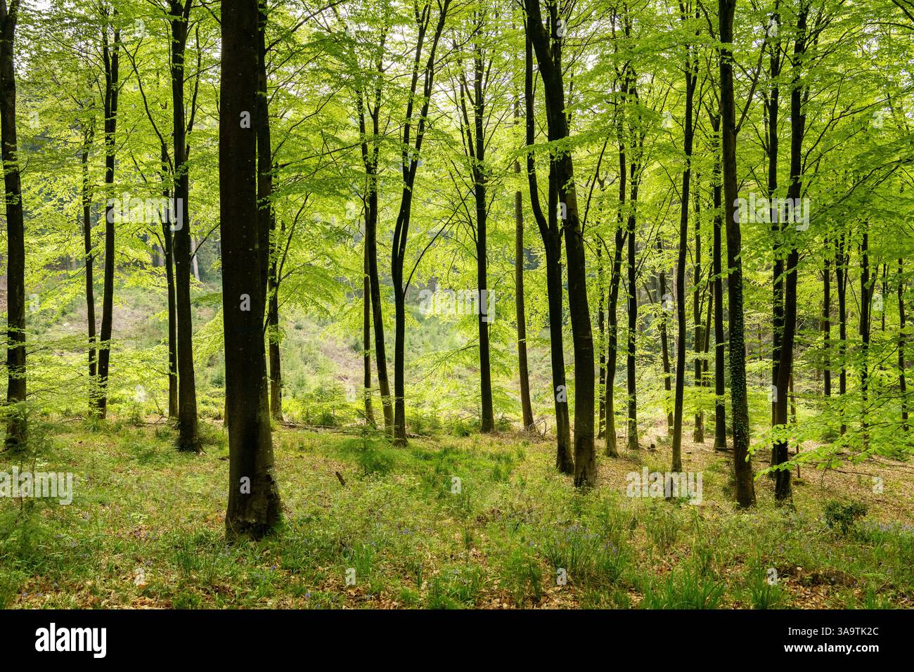 Glade in beech forest hi-res stock photography and images - Alamy