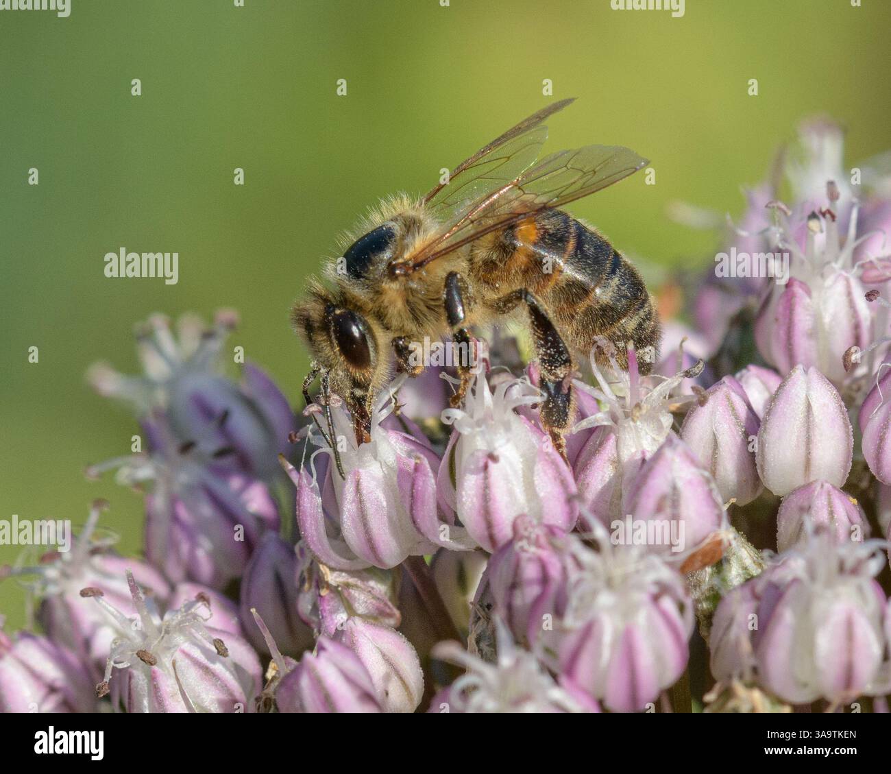 Honey bee collecting pollen on onion flower Stock Photo - Alamy