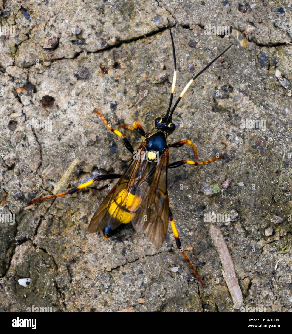 Large yellow black ichneumon wasp with long antennae, wings and legs ...