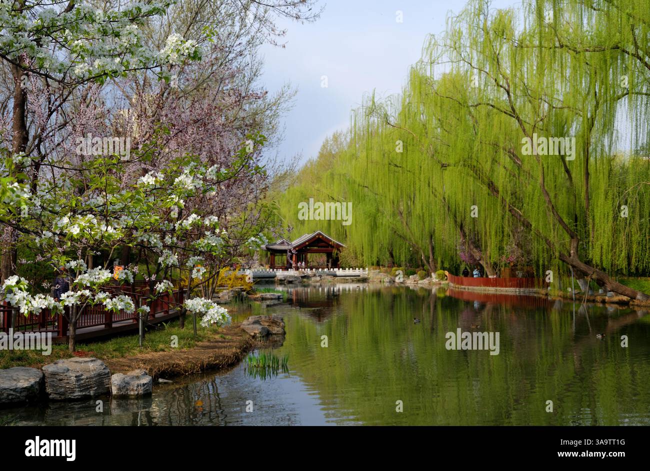 Spring scenery in Beijing, China, 28 March, 2025 Stock Photo - Alamy