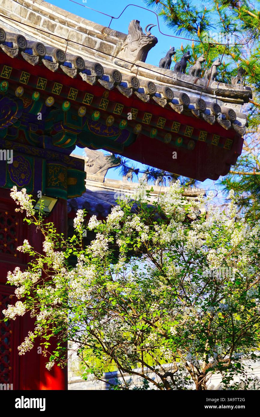 Lilac flowers burst into bloom at Fayuan Temple in Beijing, China, 28 ...