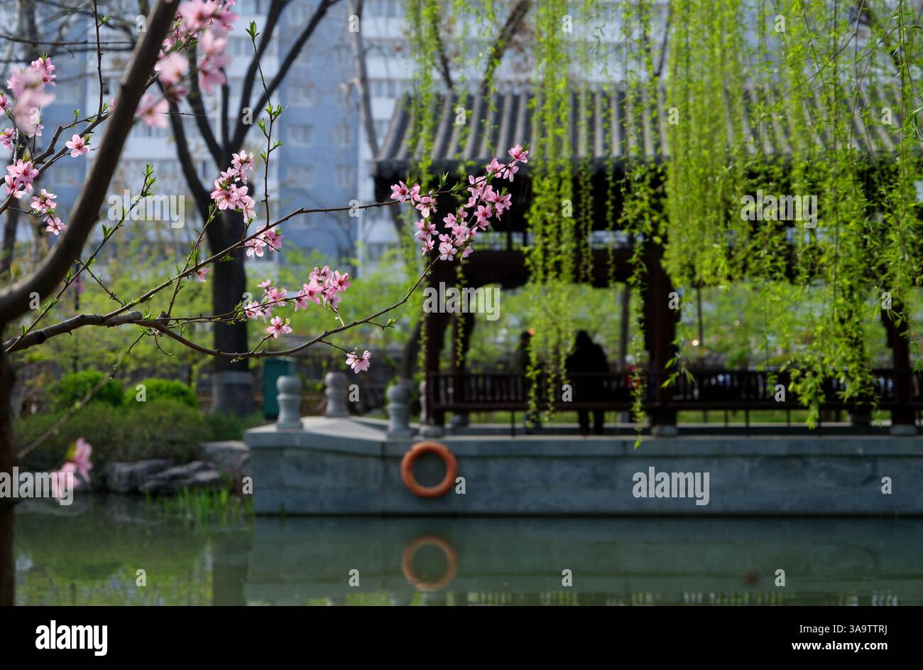 Spring scenery in Beijing, China, 28 March, 2025 Stock Photo - Alamy