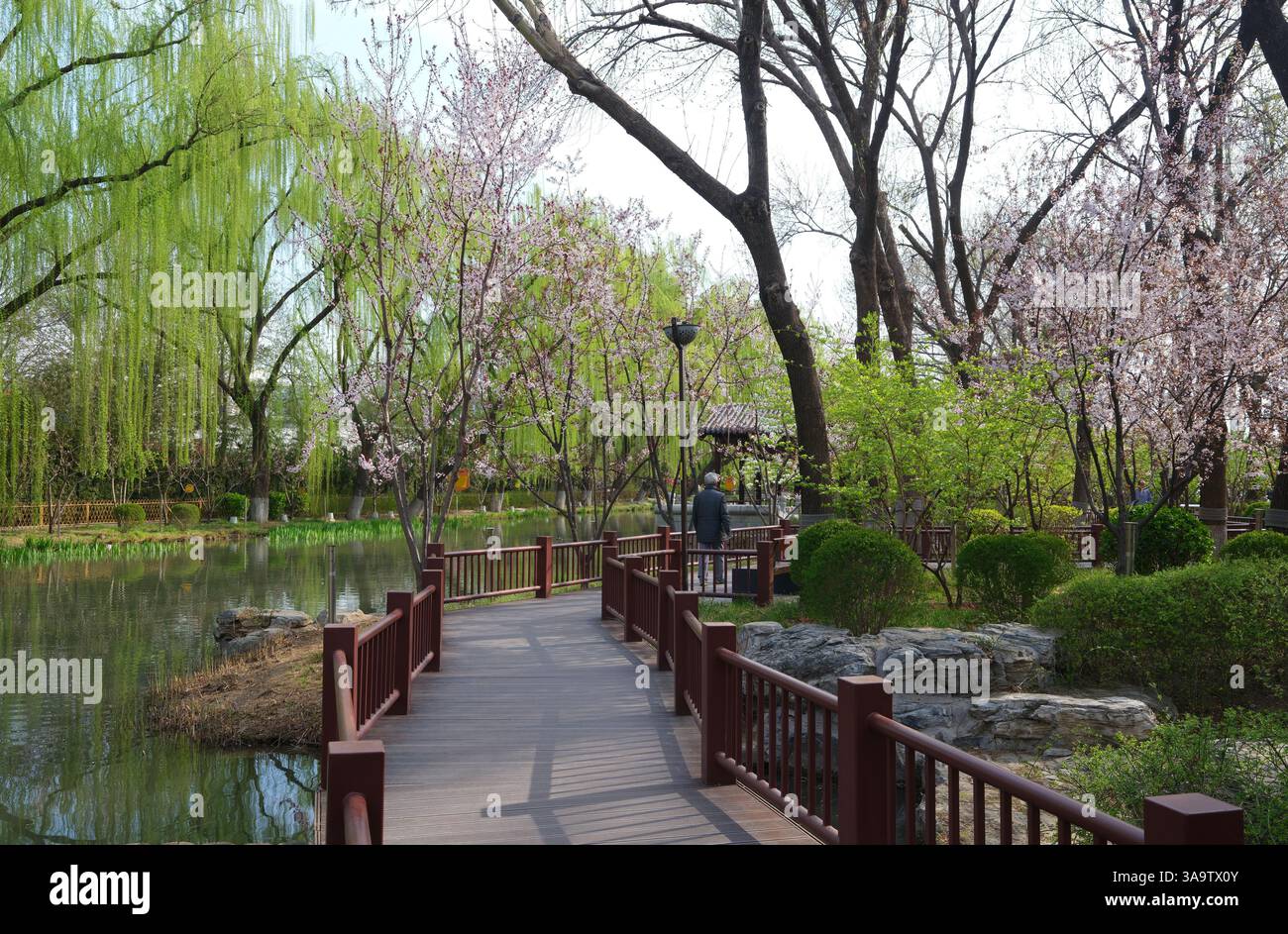 Spring scenery in Beijing, China, 28 March, 2025 Stock Photo - Alamy