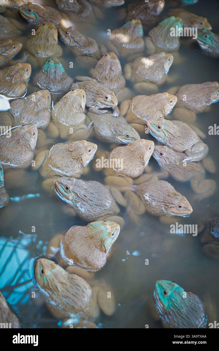 Frog breeding farm, Cambodia Stock Photo - Alamy