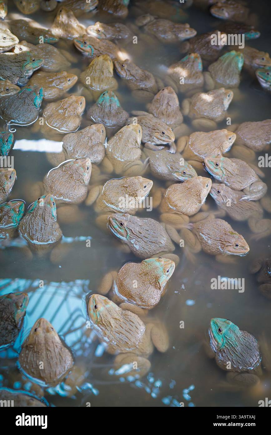 Frog breeding farm, Cambodia Stock Photo - Alamy