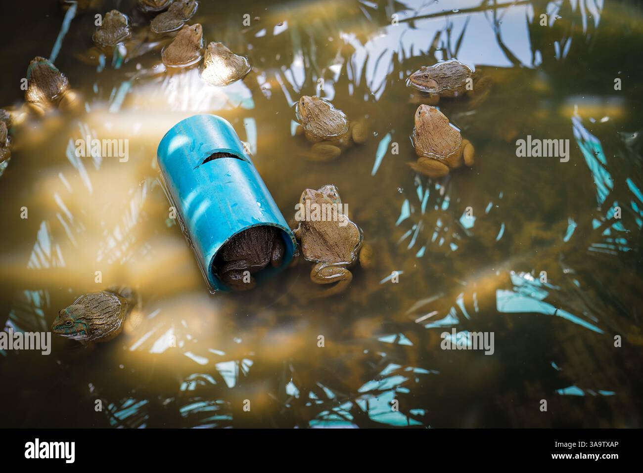 Frog breeding farm, Cambodia Stock Photo - Alamy