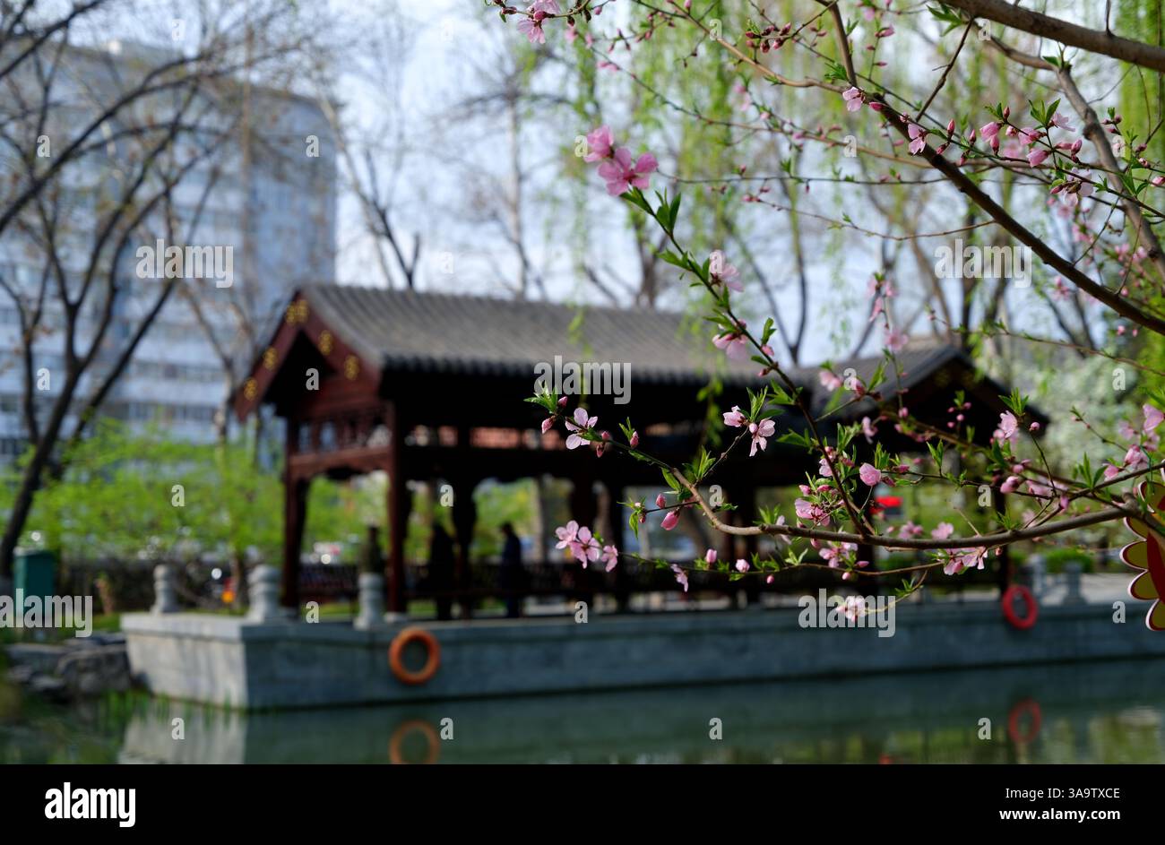 Spring scenery in Beijing, China, 28 March, 2025 Stock Photo - Alamy