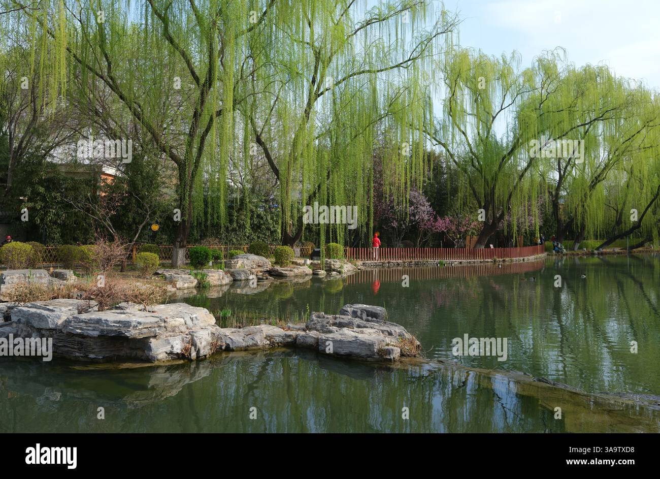 Spring scenery in Beijing, China, 28 March, 2025 Stock Photo - Alamy