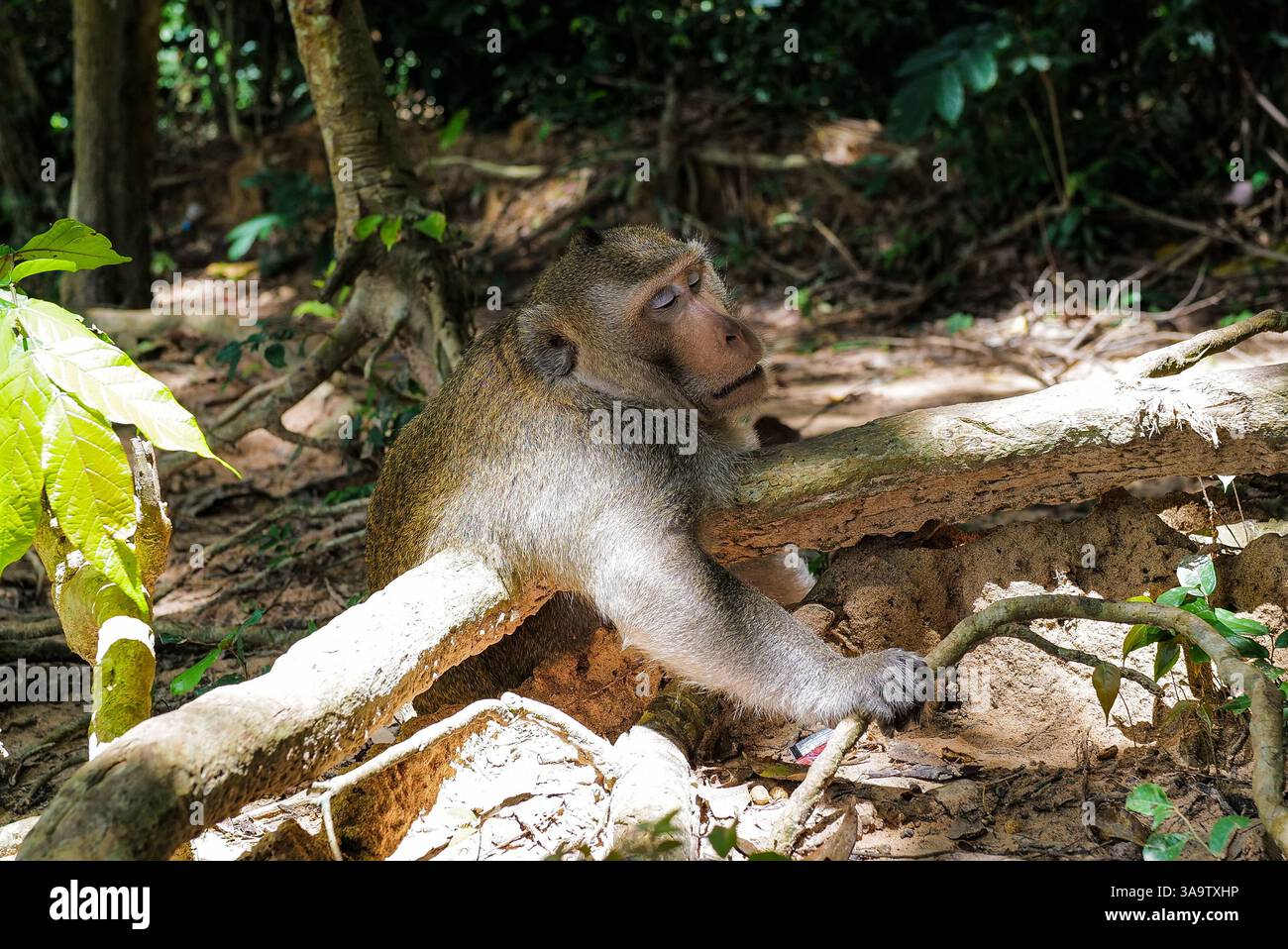 Macaque monkey, Angkor Wat, Siem Reap, Cambodia Stock Photo - Alamy
