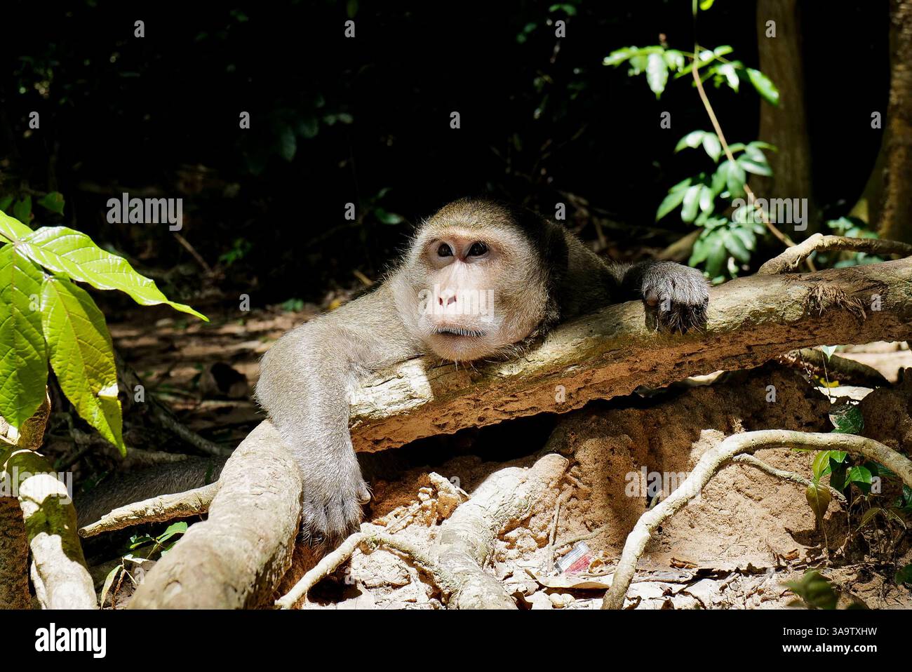 Macaque monkey, Angkor Wat, Siem Reap, Cambodia Stock Photo - Alamy