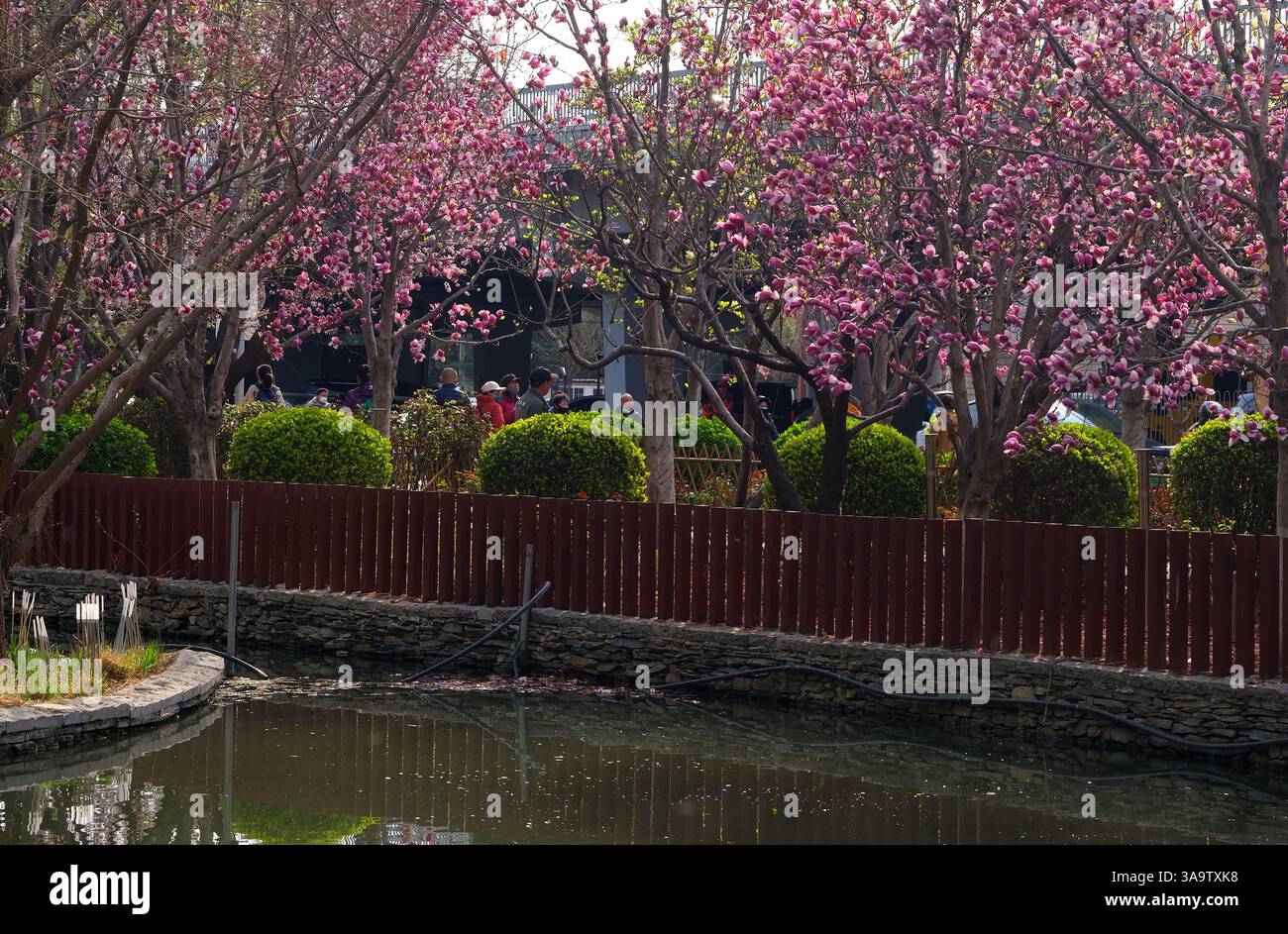Spring scenery in Beijing, China, 28 March, 2025 Stock Photo - Alamy